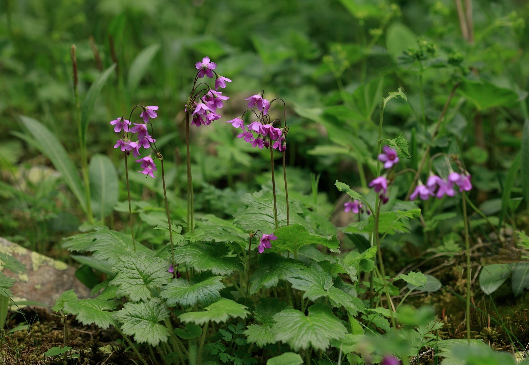 Primula matthioli subsp. turkestanica (Losinsk.) Kovt.
