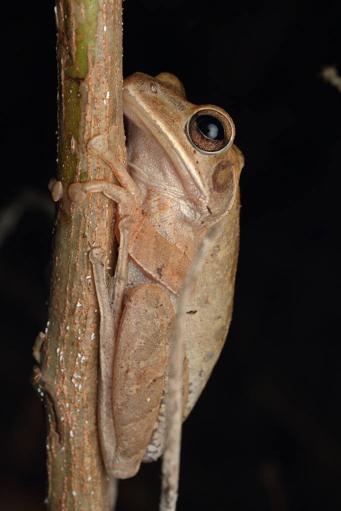 Western Tree Frog in February 2022 by harshithjv · iNaturalist
