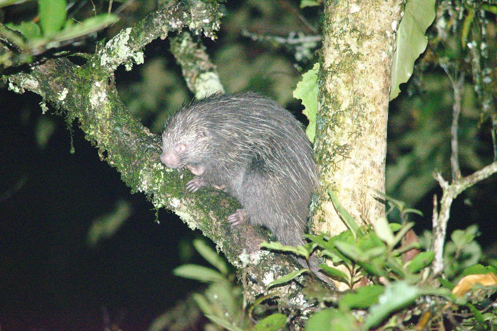 Sphiggurus pruinosus (Thomas, 1905)