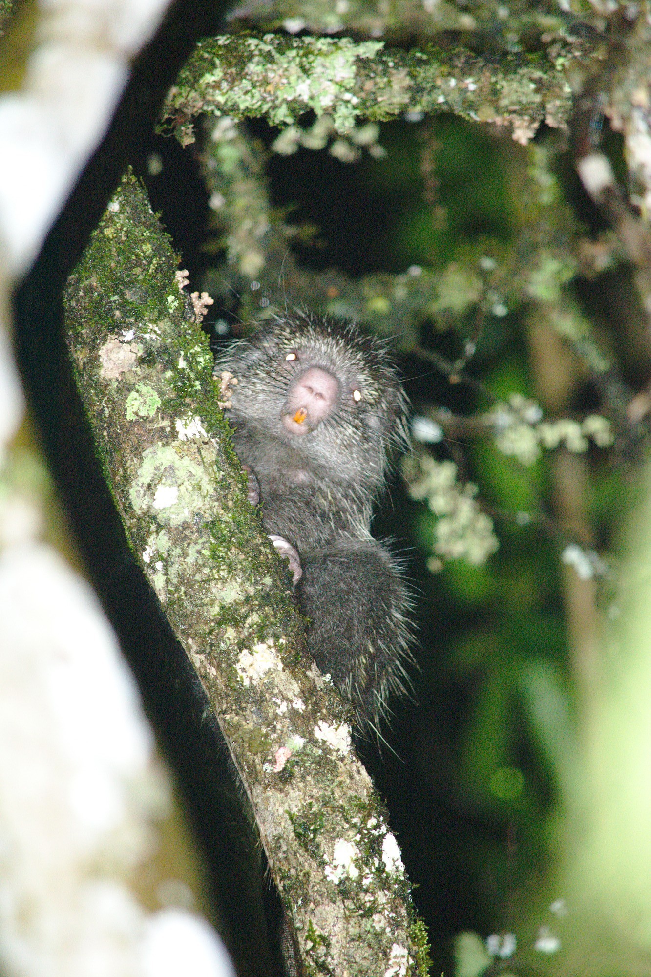 Sphiggurus pruinosus (Thomas, 1905)