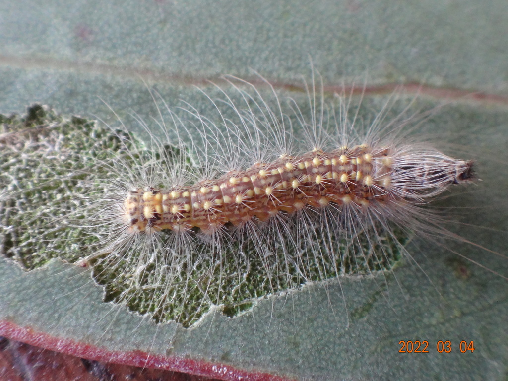 Gum Leaf Skeletonizer in March 2022 by victorianwalker. Feeding on the ...