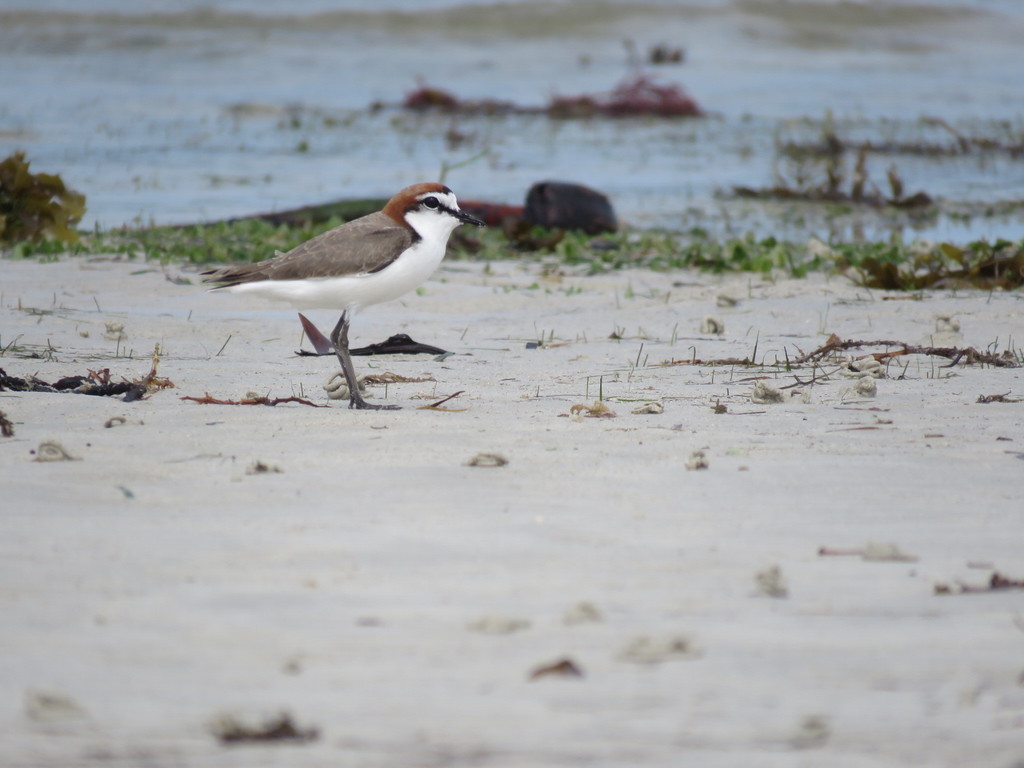 Red-capped Plover from Lockhart QLD 4892, Australia on July 06, 2017 at ...