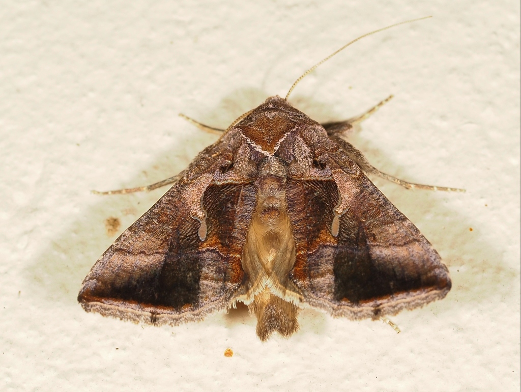 Green Garden Looper from Royal Botanic Gardens Victoria, Melbourne VIC ...