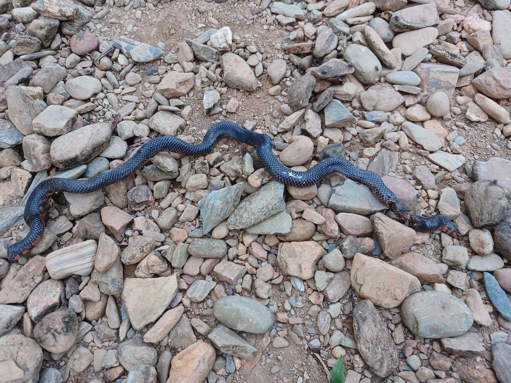 Black Pipe Snake in March 2022 by Payton Downing. Black top side with a ...