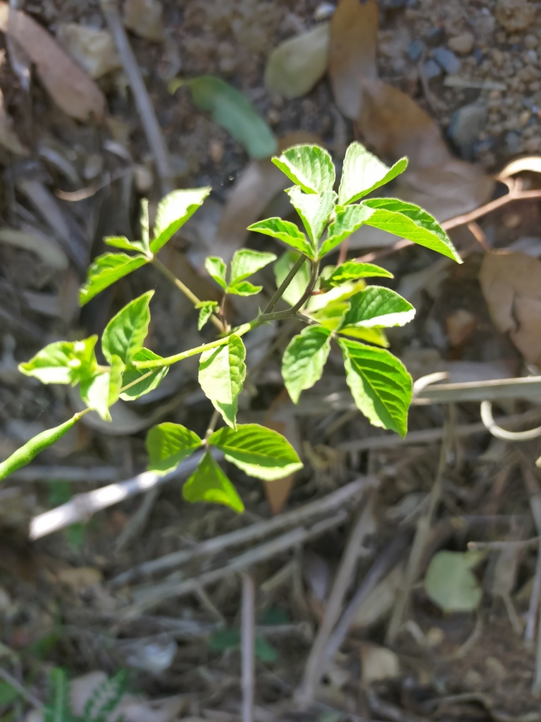 flowering plants from Edmonton QLD 4869, Australia on March 4, 2022 at ...
