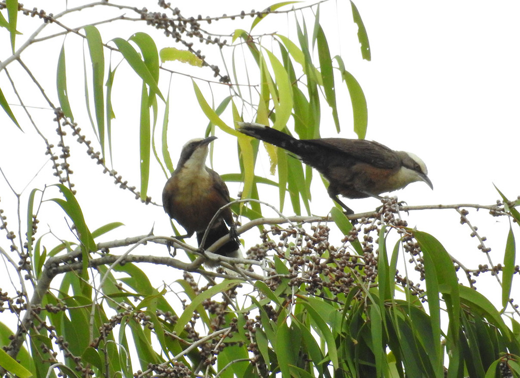 New Guinea Grey-crowned Babbler (Pomatostomus temporalis strepitans ...