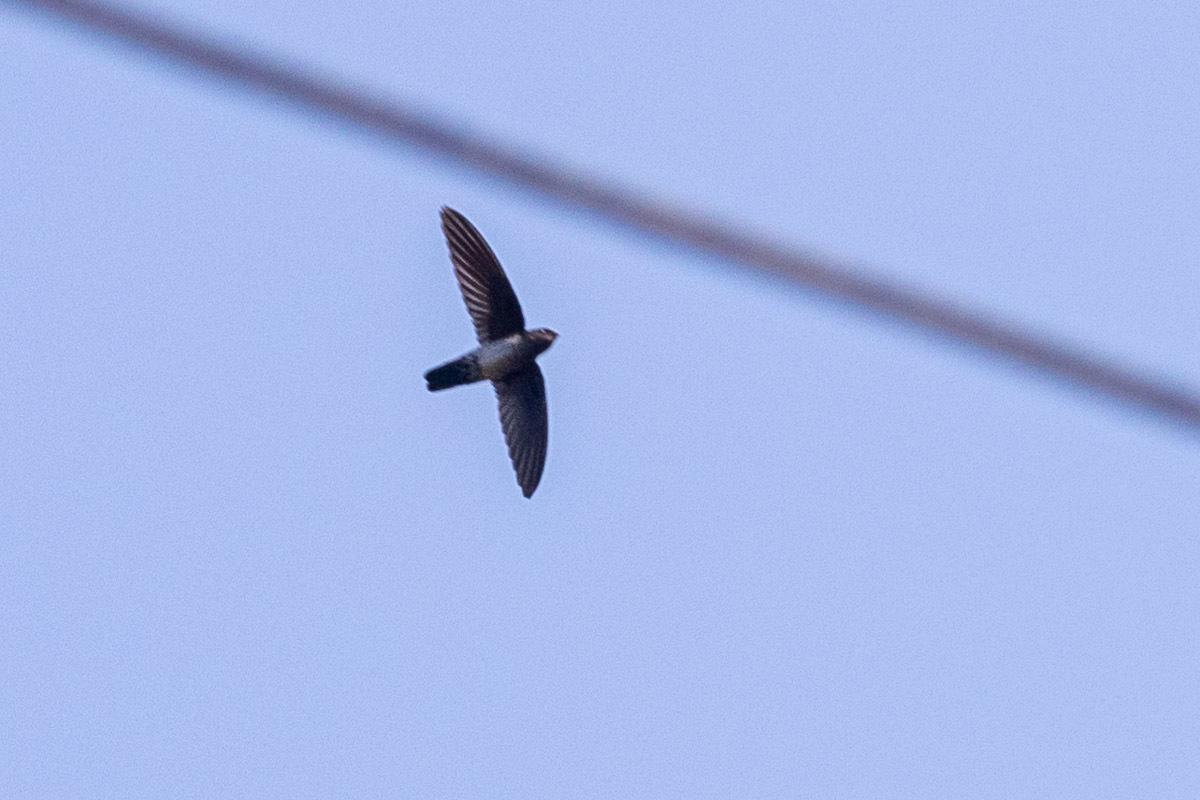 Collocalia affinis Beavan, 1867