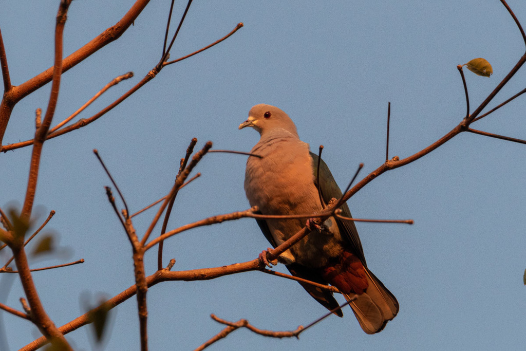 Imperial Pigeons (Ducula) - Avian Discovery