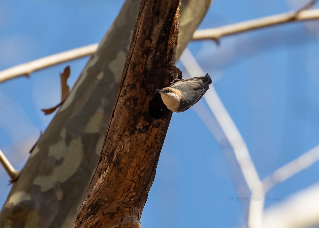 Brown-headed Nuthatch from Carrboro, NC, USA on March 01, 2022 at 11:03 ...