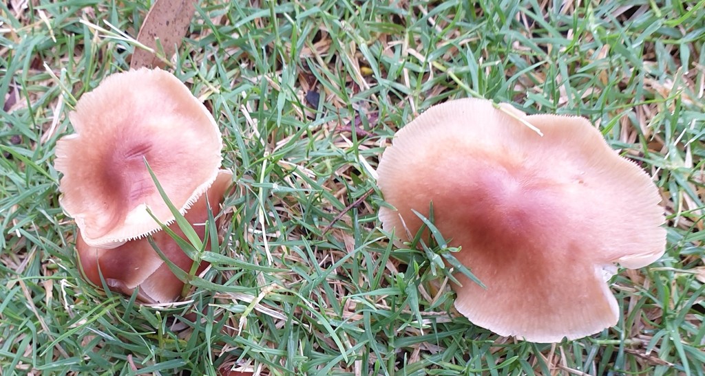 Scaly Rustgill from Sydney NSW, Australia on March 04, 2022 at 06:12 PM ...