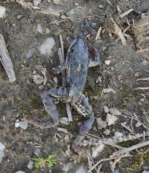 Balkan Frog from Elephtherio reservoirs, Larissa on March 04, 2022 by ...