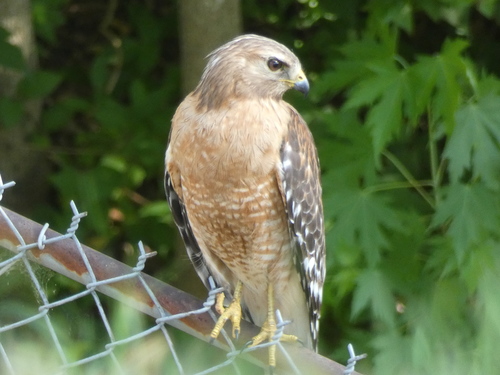 Southern red-shouldered hawk (Eagles, Falcons and Hawks Florida ...