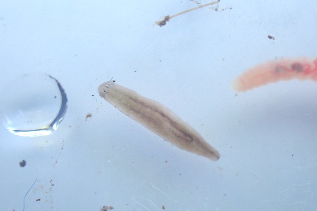 Dugesiidae from Drakensberg District, South Africa on February 09, 2022 at 10:33 AM by Melanie ...