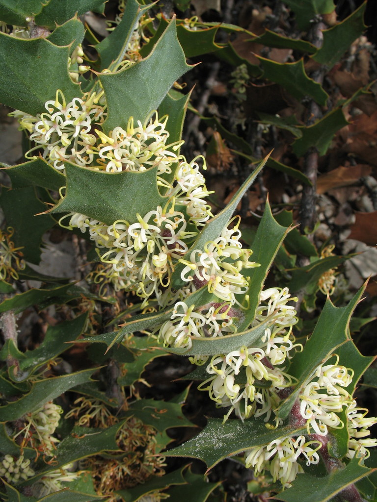 Harsh Hakea from Arpenteur NR, Cheynes WA 6328, Australia on October 5 ...