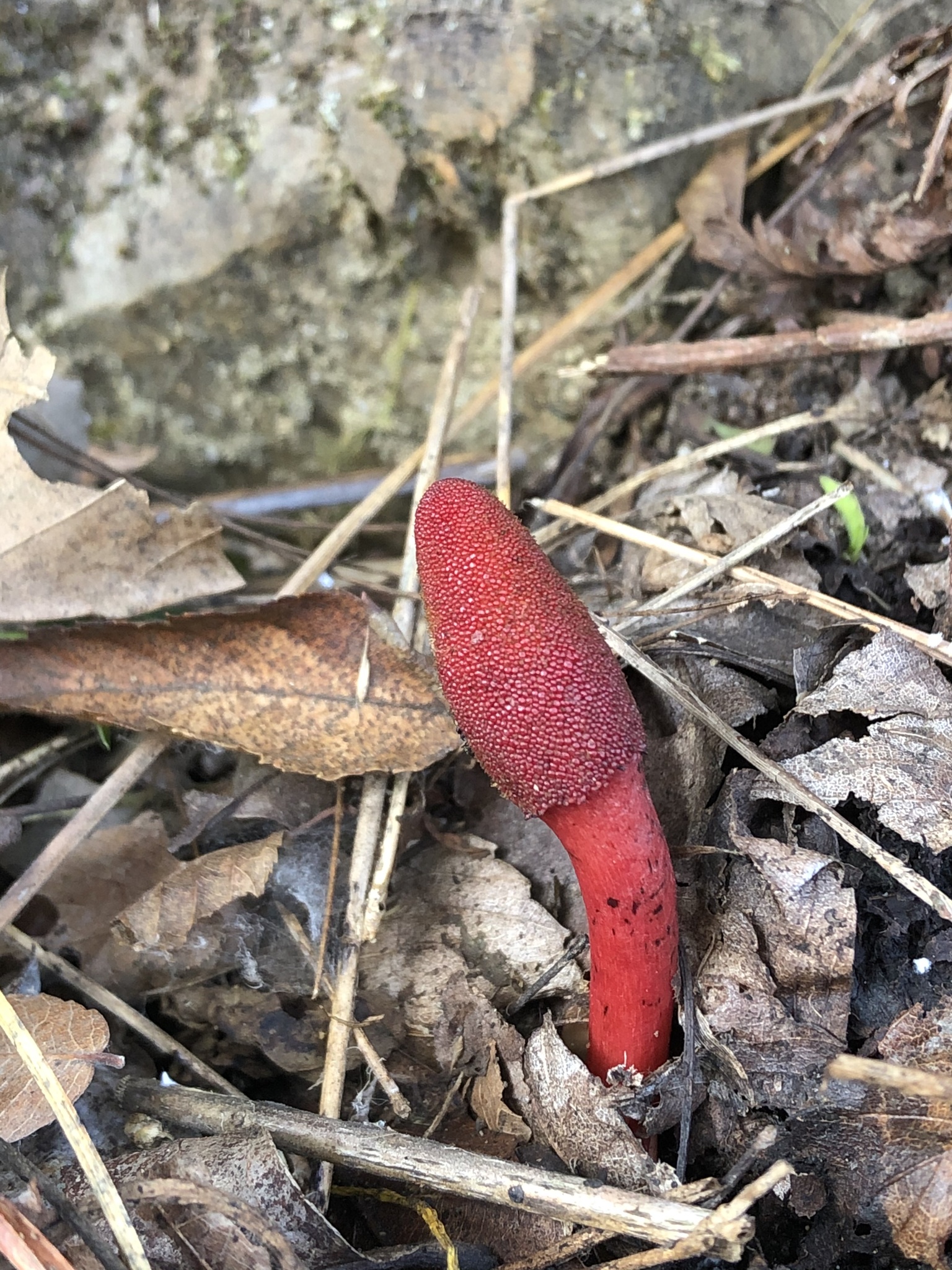 Balanophora J.R.Forst. & G.Forst.