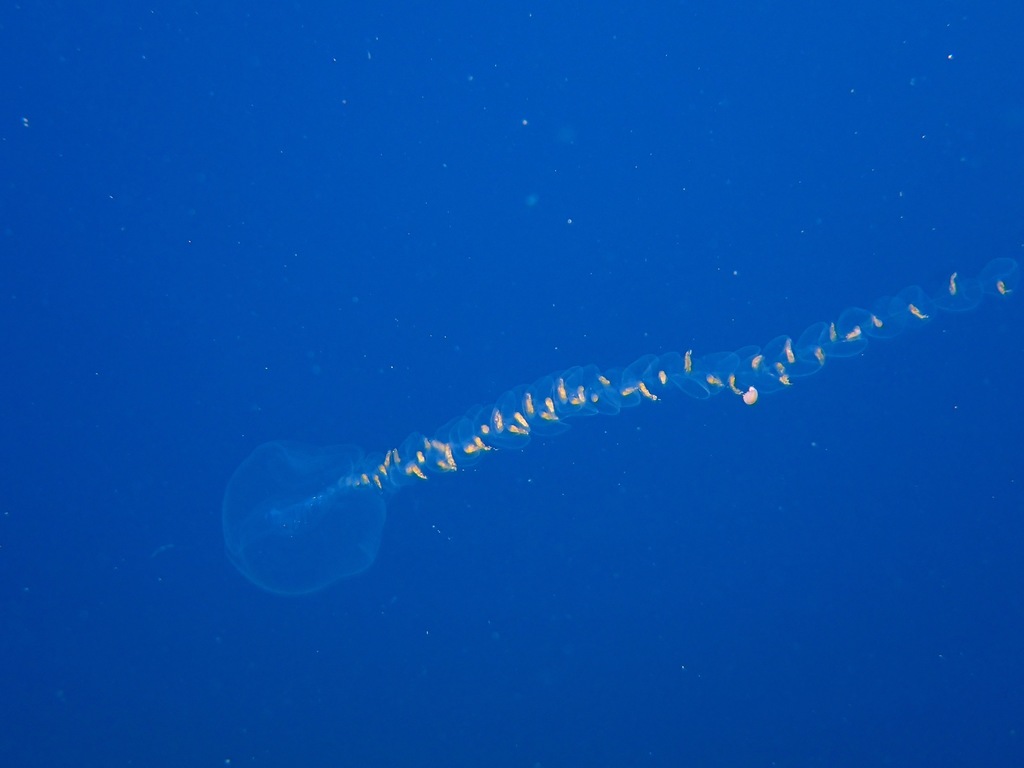 Giant Siphonophore from Santa Cruz de Tenerife, ES-CN, ES on February ...