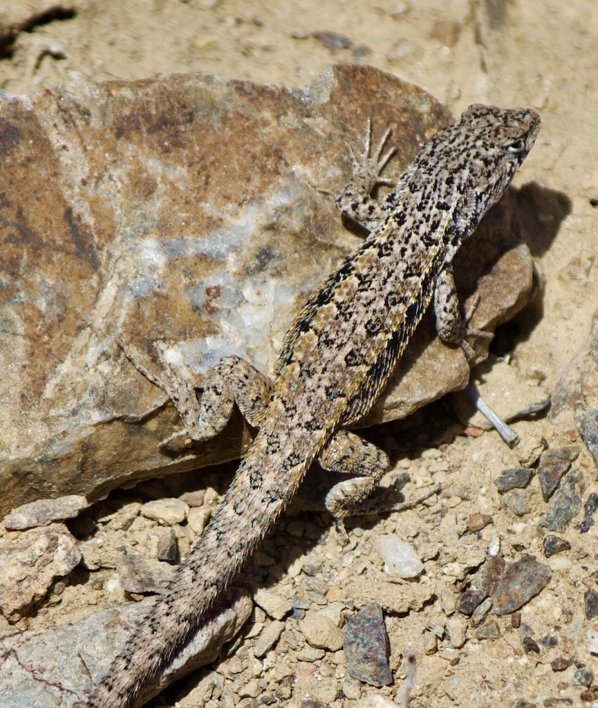 Braided Smooth-throated Lizard from Chañaral Province, Atacama, Chile ...