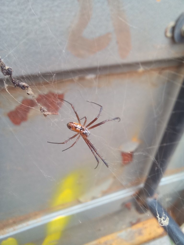 Banded Orbweavers from Orange Grove, Johannesburg, 2119, South Africa ...