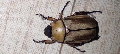 Anomala varians · iNaturalist