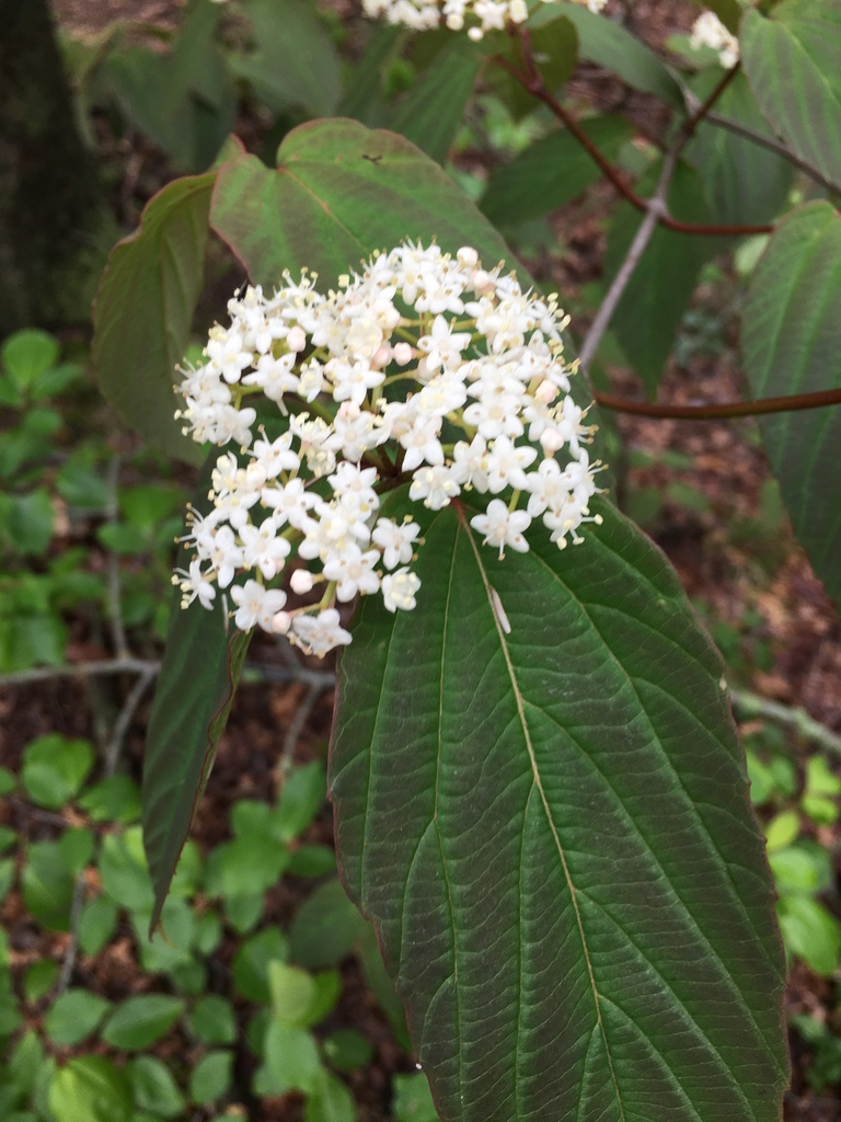 tea viburnum (Invasive species in Franklin Park) · iNaturalist