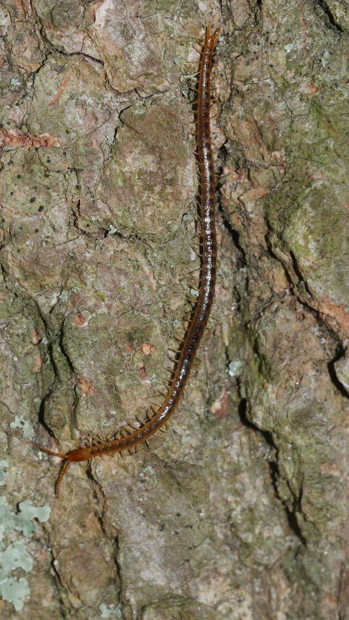 Geophilus vittatus Rafinesque, 1820