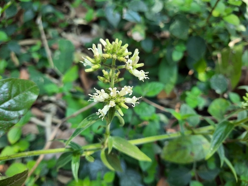Hedyotis capitellata · iNaturalist Mexico