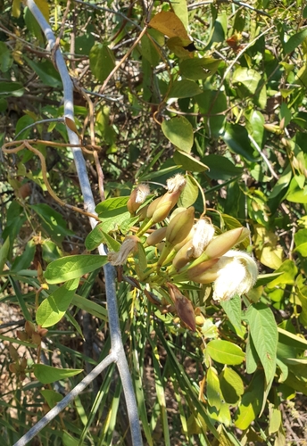 Operculina petaloidea · iNaturalist
