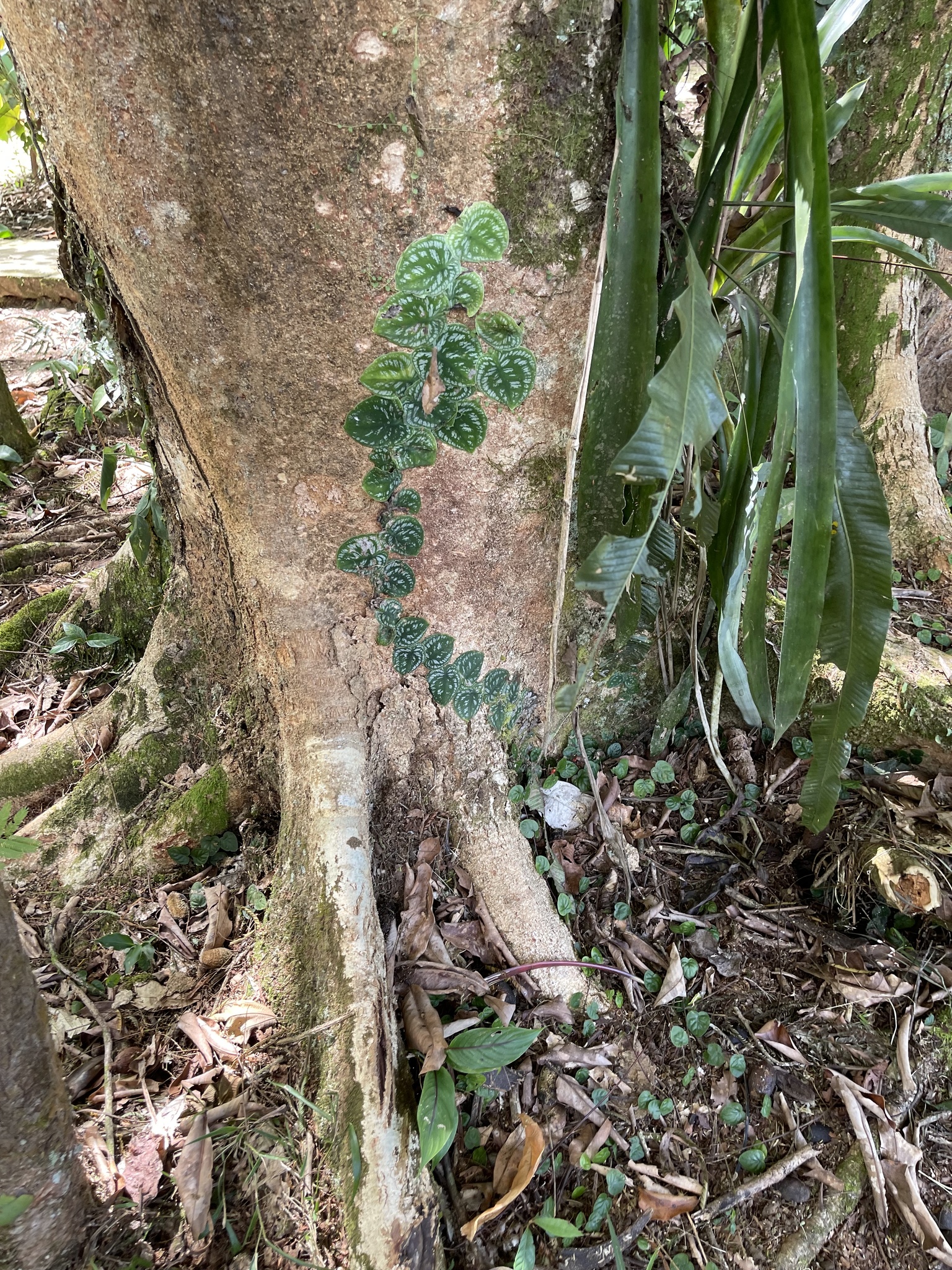 Monstera tuberculata var. brevinoda (Standl. & L.O.Williams) Madison
