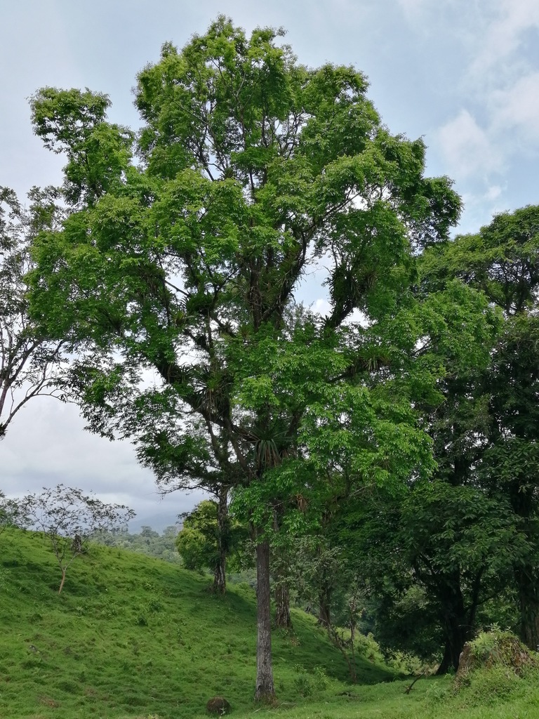 Lecythis ampla from Limón, Guápiles, Costa Rica on June 13, 2021 at 12: ...