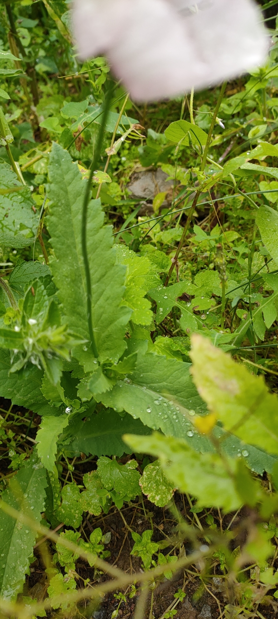 Papaver setigerum DC.