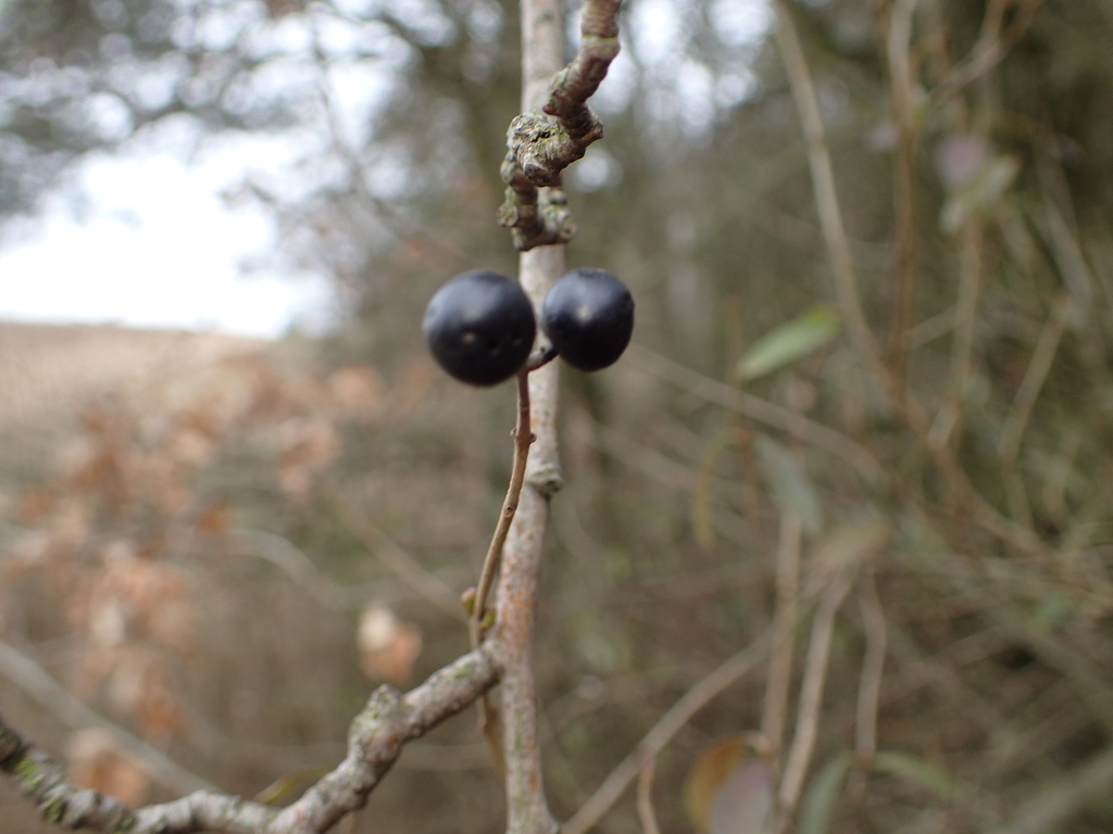 Common Privet from Strzeszyn, Poznań, Polska on March 4, 2022 at 11:47 ...