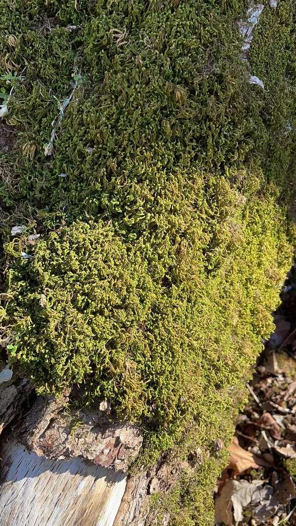 tree-skirt moss from Medford on March 04, 2022 at 02:13 PM by augien ...