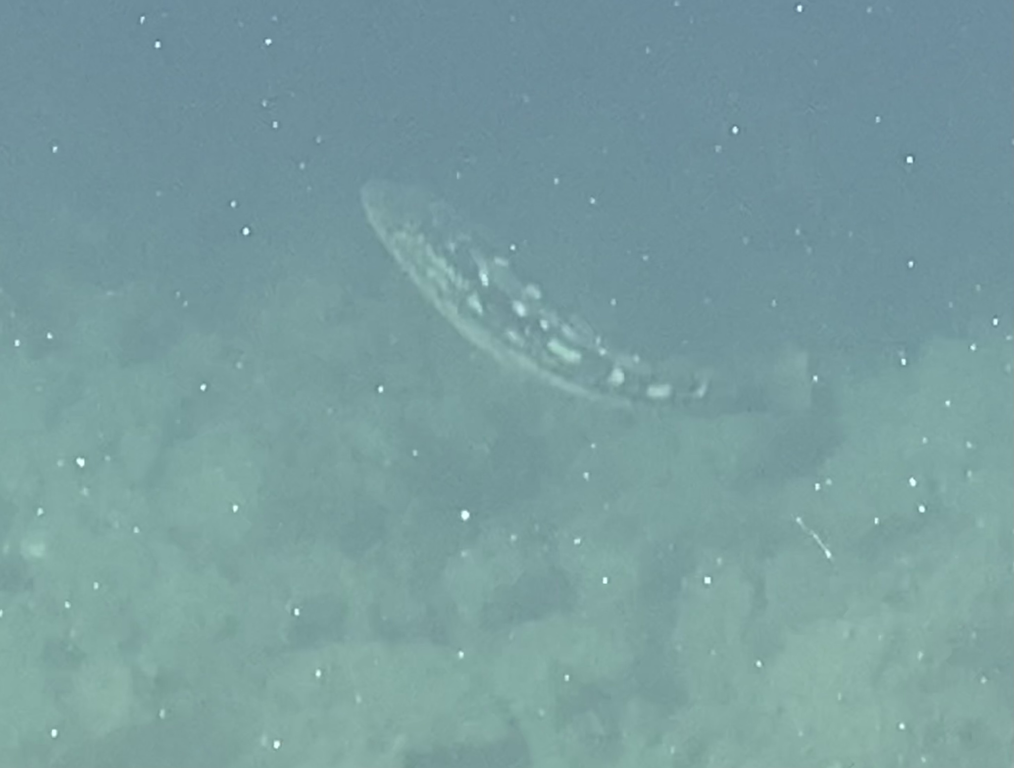 Paralabrax clathratus (Girard, 1854)