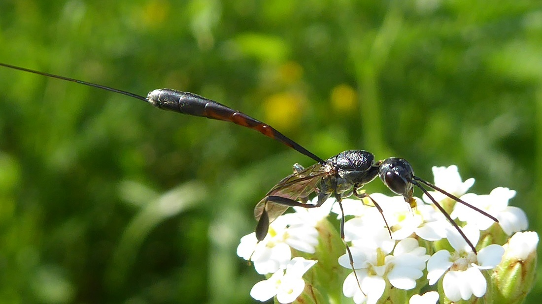 Gasteruption jaculator (Linnaeus, 1758)