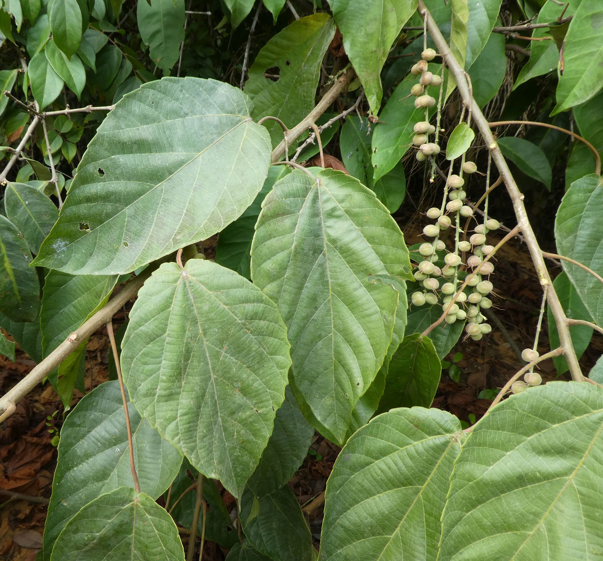 Alchornea cordifolia (Schumach. & Thonn.) Müll.Arg.