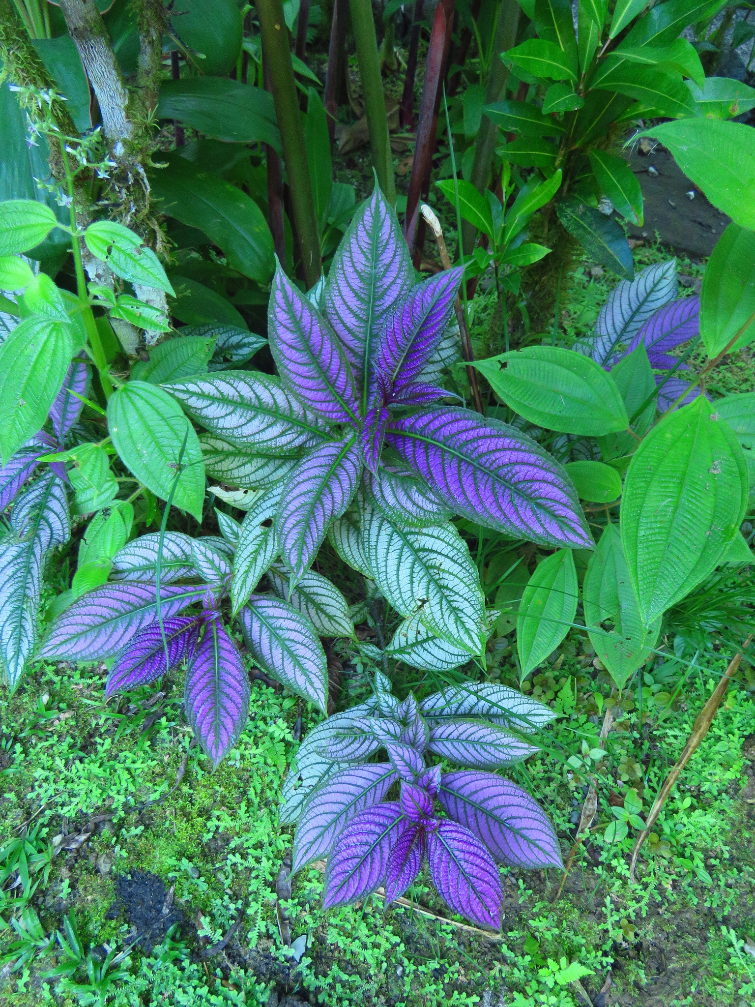 Strobilanthes auriculatus Nees
