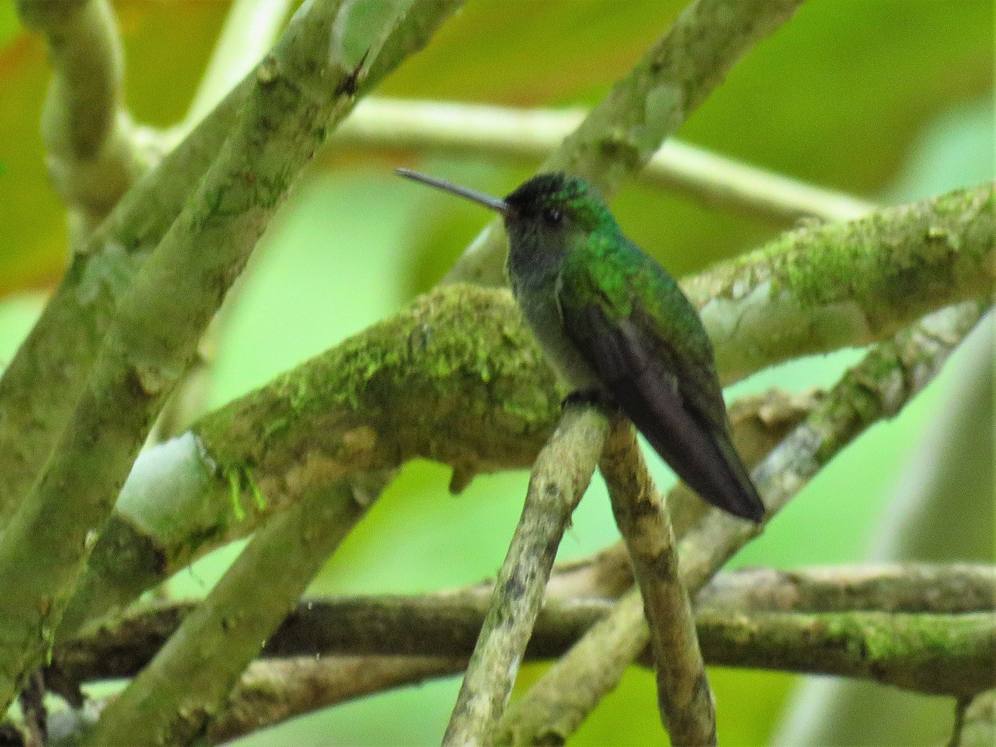 Polyerata decora Salvin, 1891