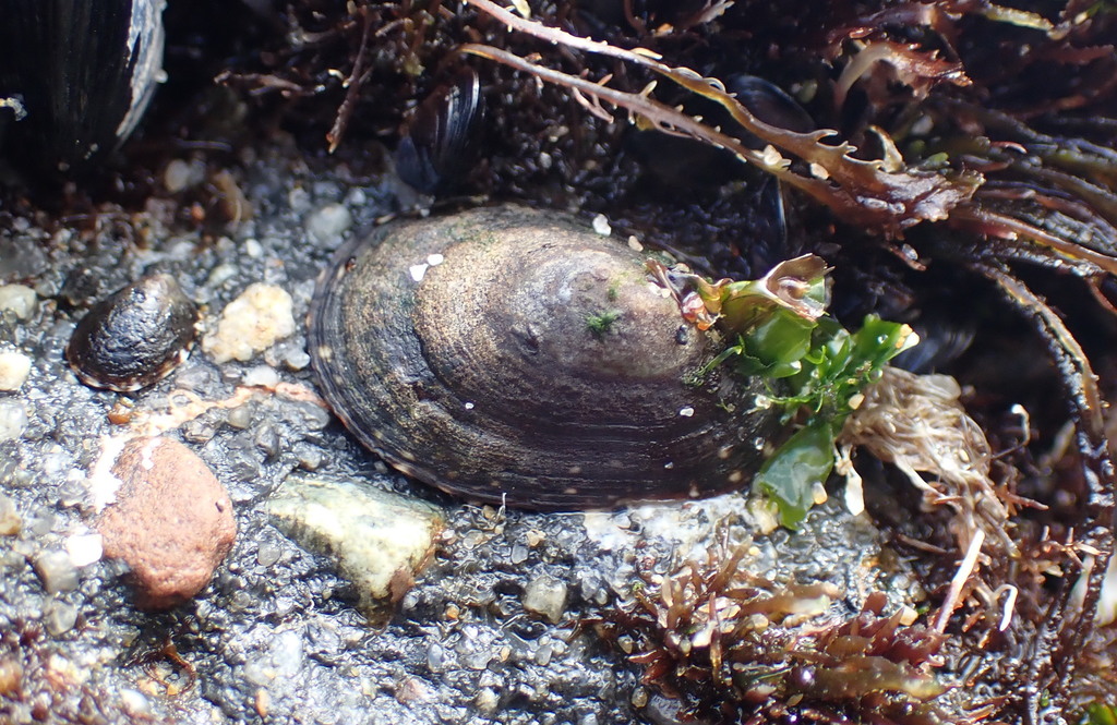 Shield Limpet from Opal Cliffs, Santa Cruz, CA, USA on February 22 ...