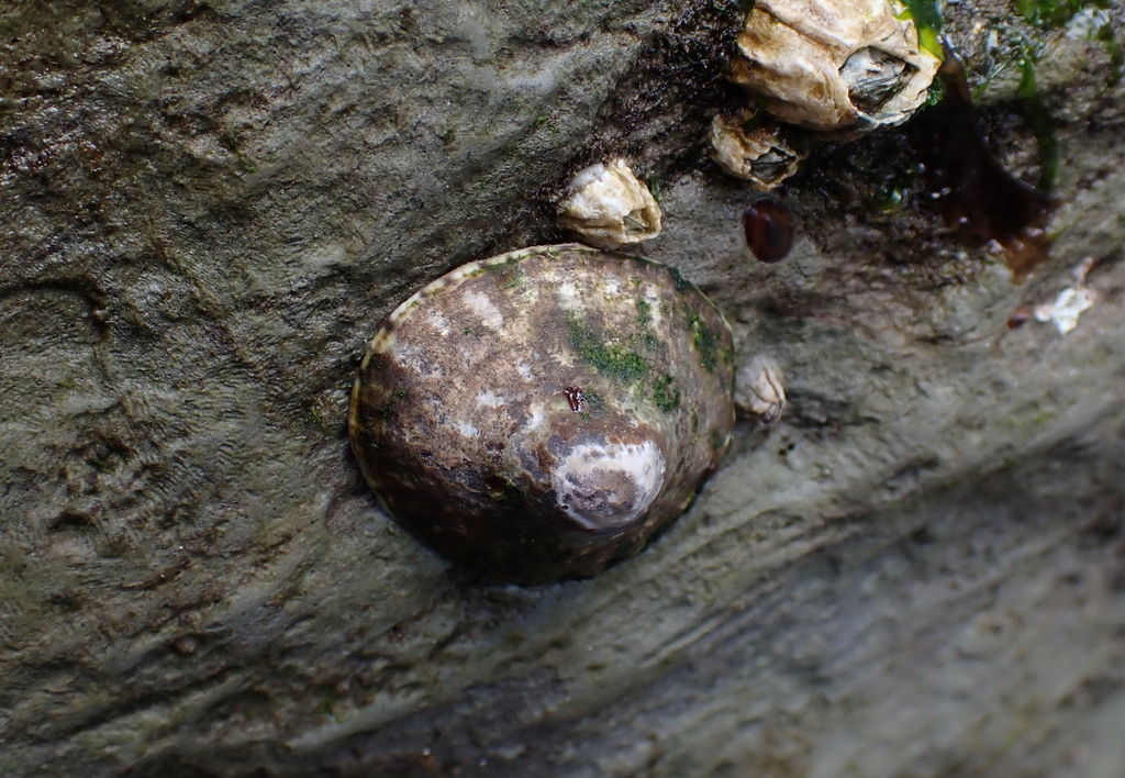 Shield Limpet from Opal Cliffs, Santa Cruz, CA, USA on February 22 ...
