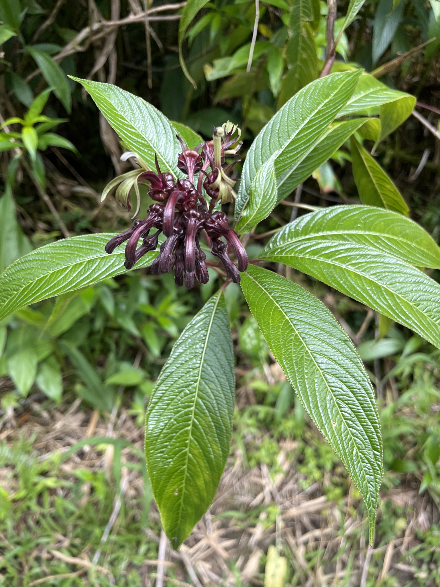 Lobelia portoricensis (Vatke) Urb.