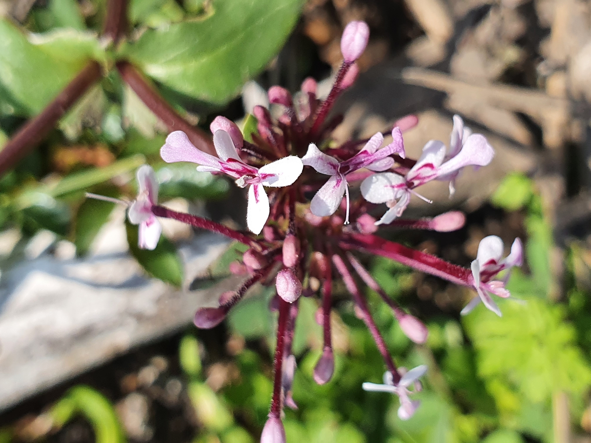 Fedia graciliflora Fisch. & C.A.Mey.