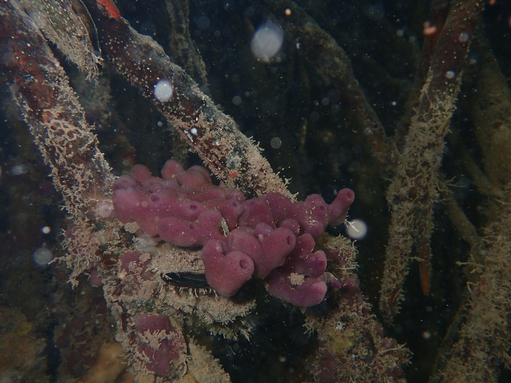 Chalinula molitba (de Laubenfels, 1949)