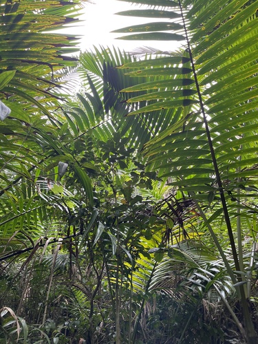 variedad Prestoea acuminata acuminata · NaturaLista Colombia