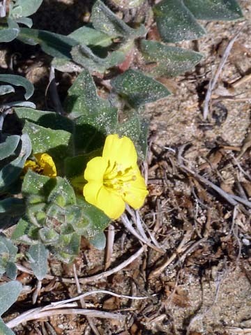shrubby beach primrose (Native Plant Guide for Dana Point Headlands ...