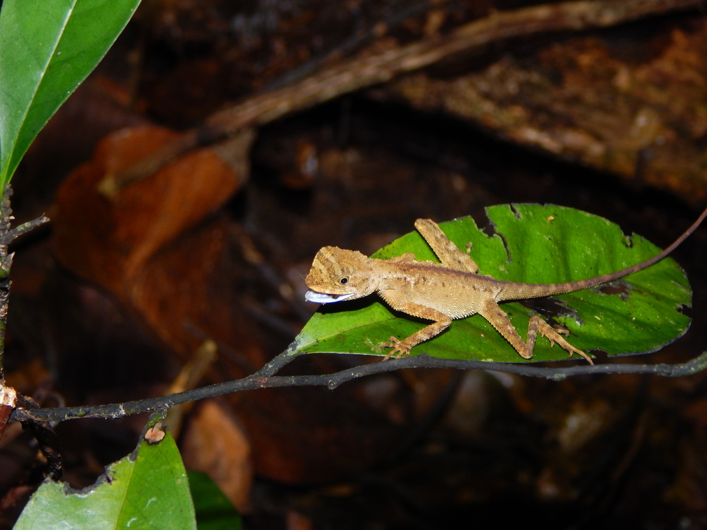 Dusky Earless Agama from Pelalawan Regency, Riau, Indonesia on December ...