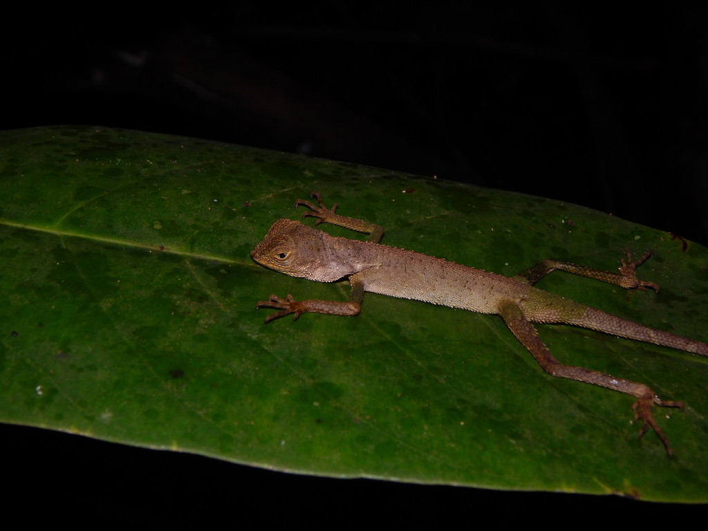 Dusky Earless Agama from Pelalawan Regency, Riau, Indonesia on December ...