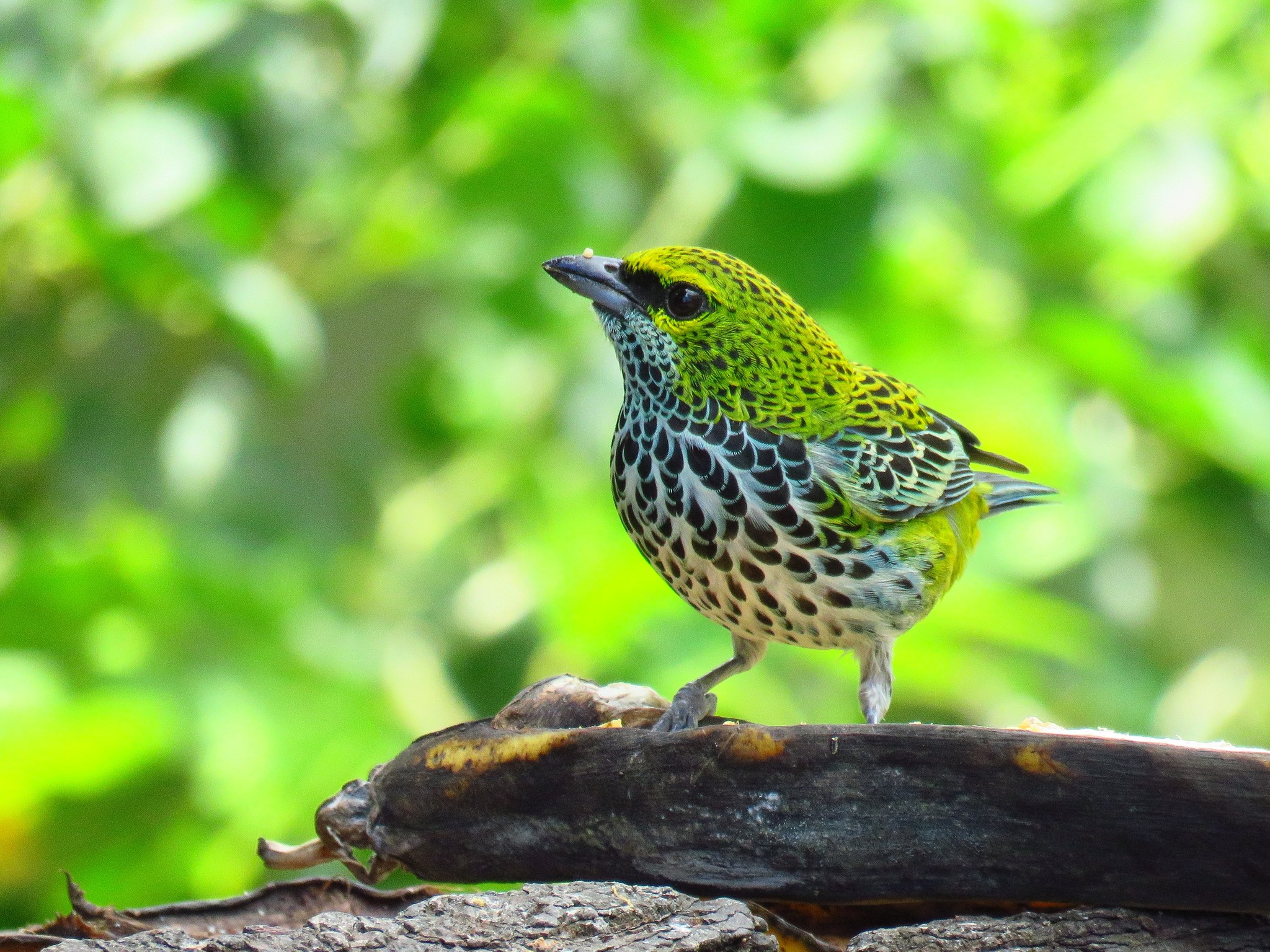 Tangara guttata (Cabanis, 1850)