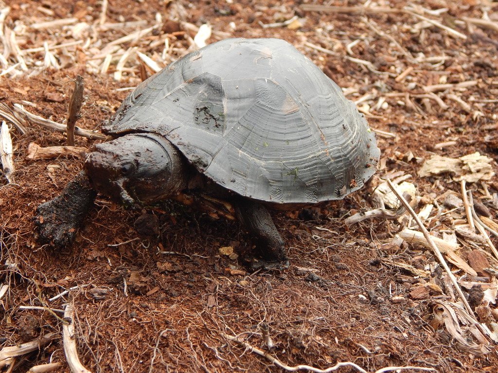 Malayan Giant Turtle in October 2015 by Ganjar Cahyadi · iNaturalist