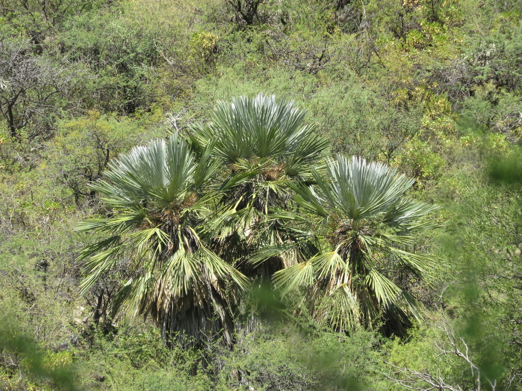 Trithrinax campestris from Libertador Gral San Martín, San Luis ...