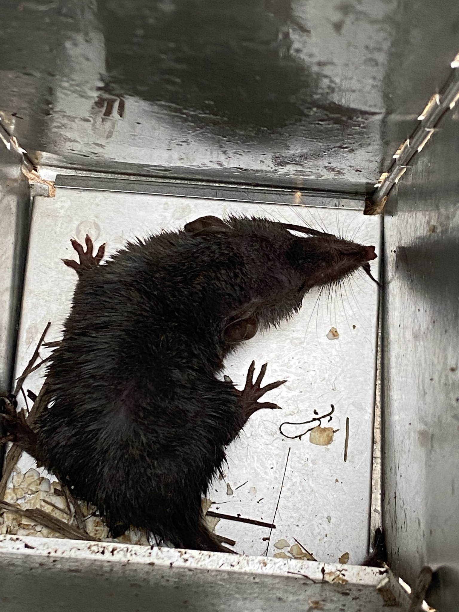 Suncus murinus (Linnaeus, 1766)